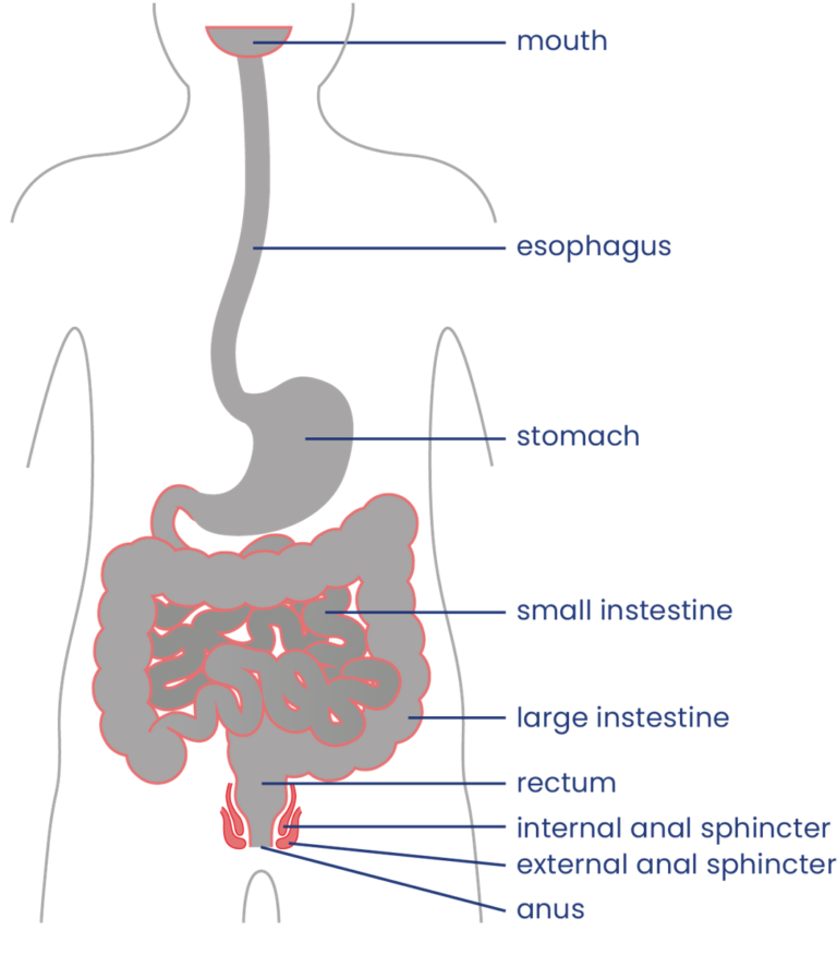 Bowel Changes After Spinal Cord Injury - SCIRE Community