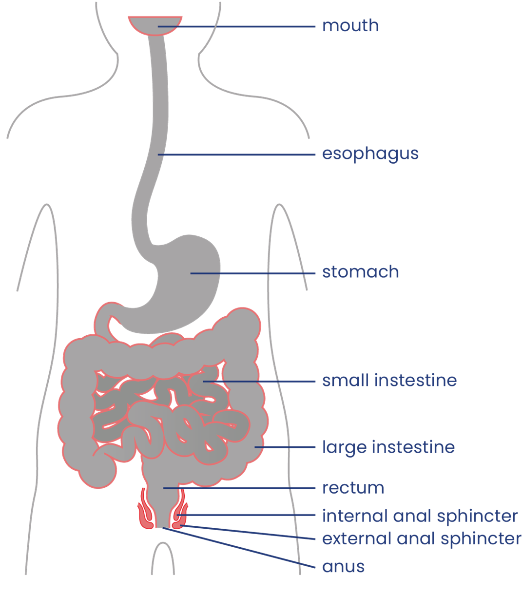 Bowel Changes After Spinal Cord Injury - SCIRE Community