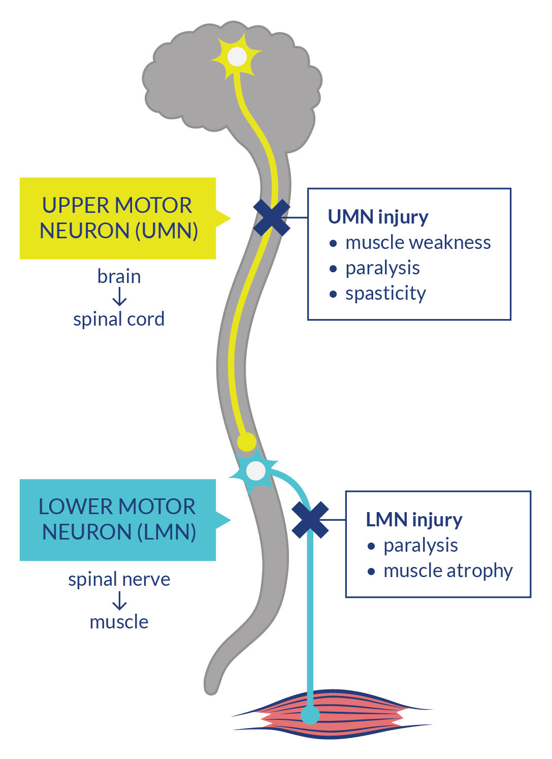Spinal Cord Injury Basics - SCIRE Community